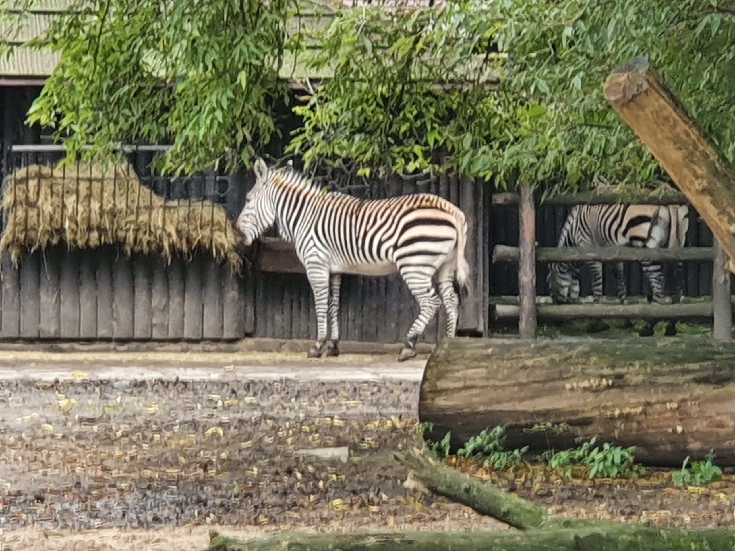 Warsaw – Warsaw Zoo – Walking. Gossip. Travel.